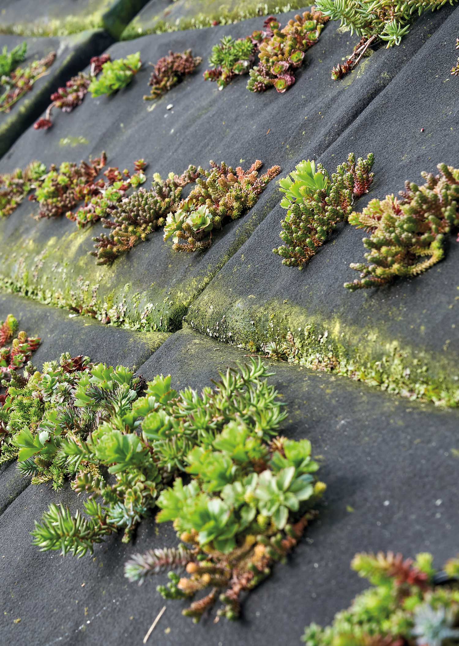Hellende groendaken in opkomst - Wédéflex